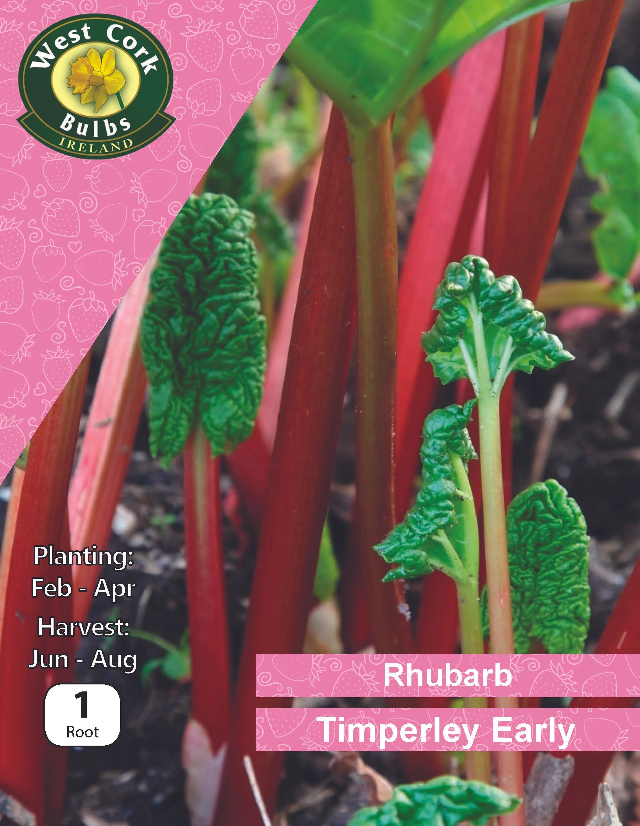 Rhubarb Roots | Crowns | Timperley Early | Seeds Ireland