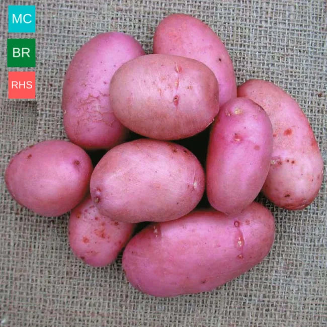 Sarpo Mira Seed Potatoes | Main Crop | Seeds Ireland