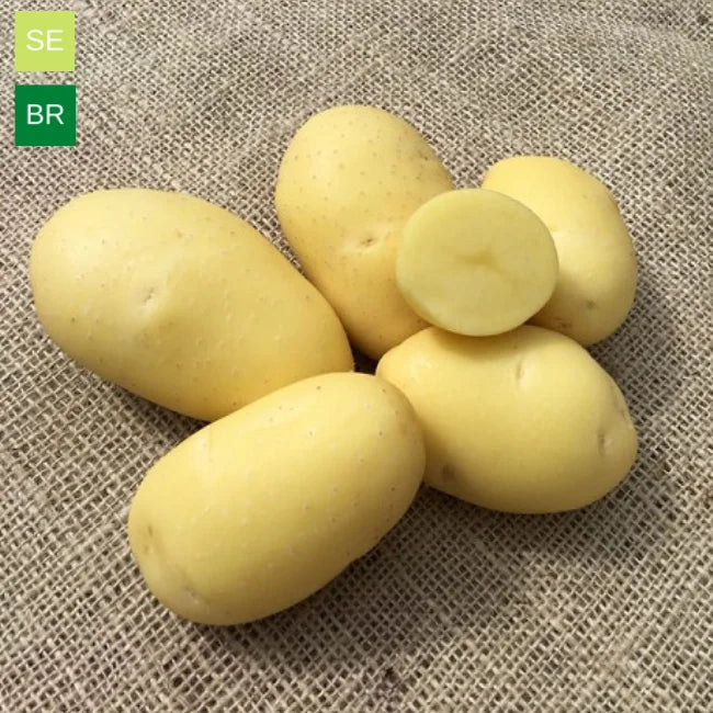 Vitabella Seed Potatoes | Second Early | Seeds Ireland