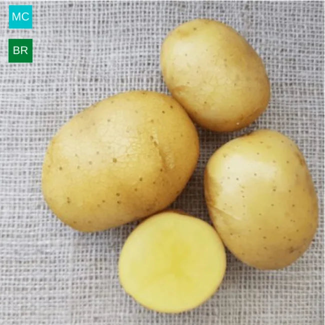 Oscar Blight Resistant Seed Potatoes | Main Crop | Seeds Ireland
