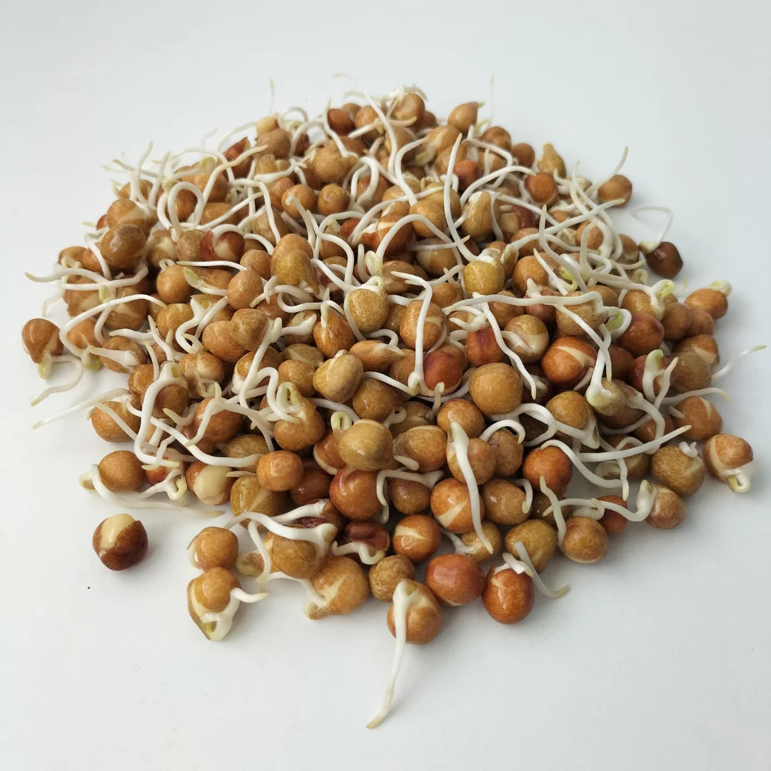 Organic Speckled Pea Sprouting Seeds Ireland