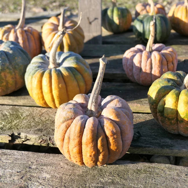 Black Futsu Heirloom Squash Seeds Ireland | Organic