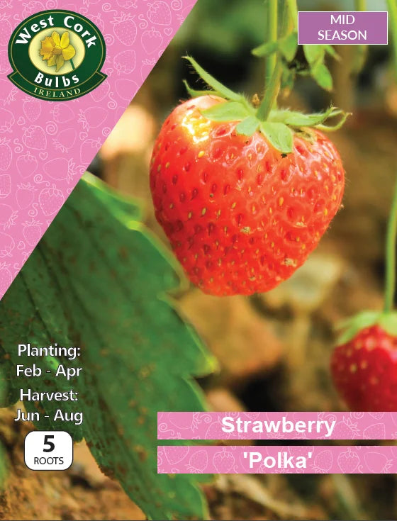 Strawberry Roots/ Crown | Polka | Mid Season Variety | Seeds Ireland