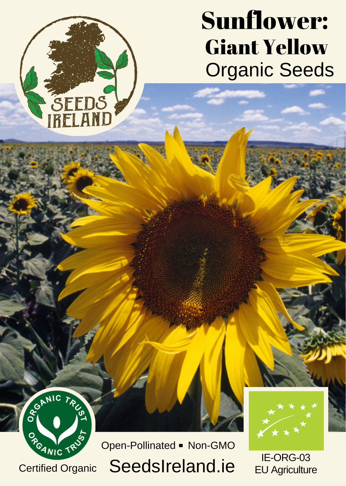 Giant Yellow Sunflower Seeds Ireland | Organic Helianthus annuus Seed