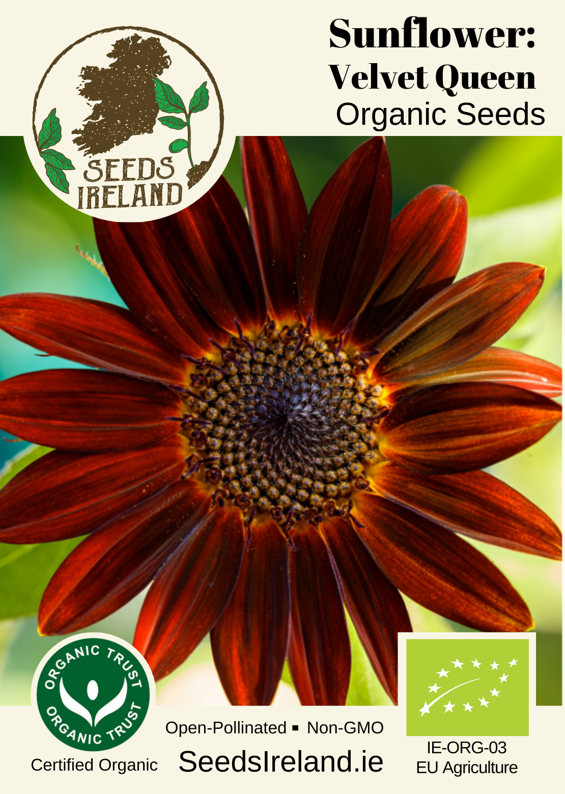 Velvet Queen Sunflower Seeds Ireland | Organic Helianthus annuus Seed