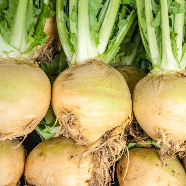 Swede Wilhelmsburger Seeds Ireland | Organic Rutabega Seeds