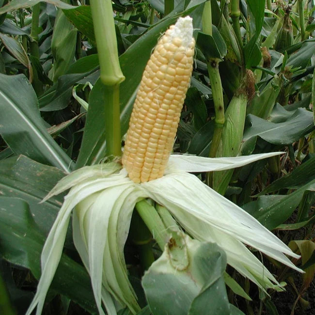 Organic Sweetcorn Seeds Ireland | Golden Bantam Corn Vegetable Seed