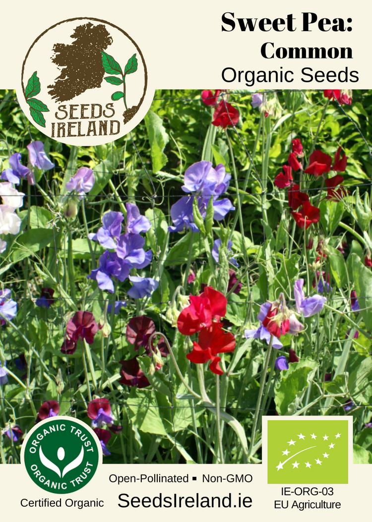 Sweet Pea Seeds Ireland | Organic Lathyrus odoratus Flower Seed