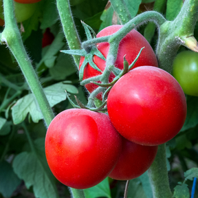Moneymaker Heirloom Tomato Seeds Ireland | Organic Vegetable Seed