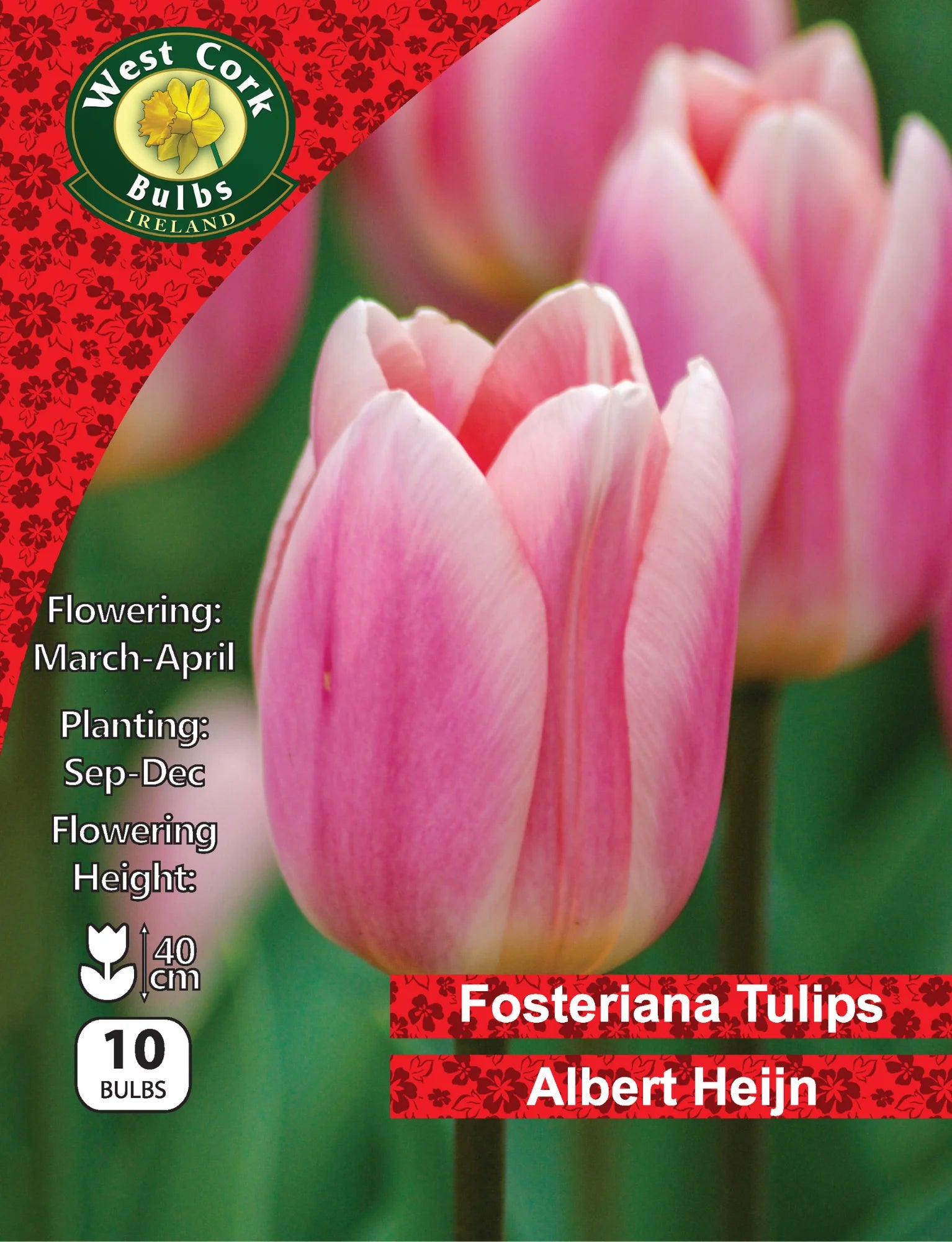 Albert Heijn Pink Tulip Bulbs Ireland | Autumn Planting – Seeds Ireland