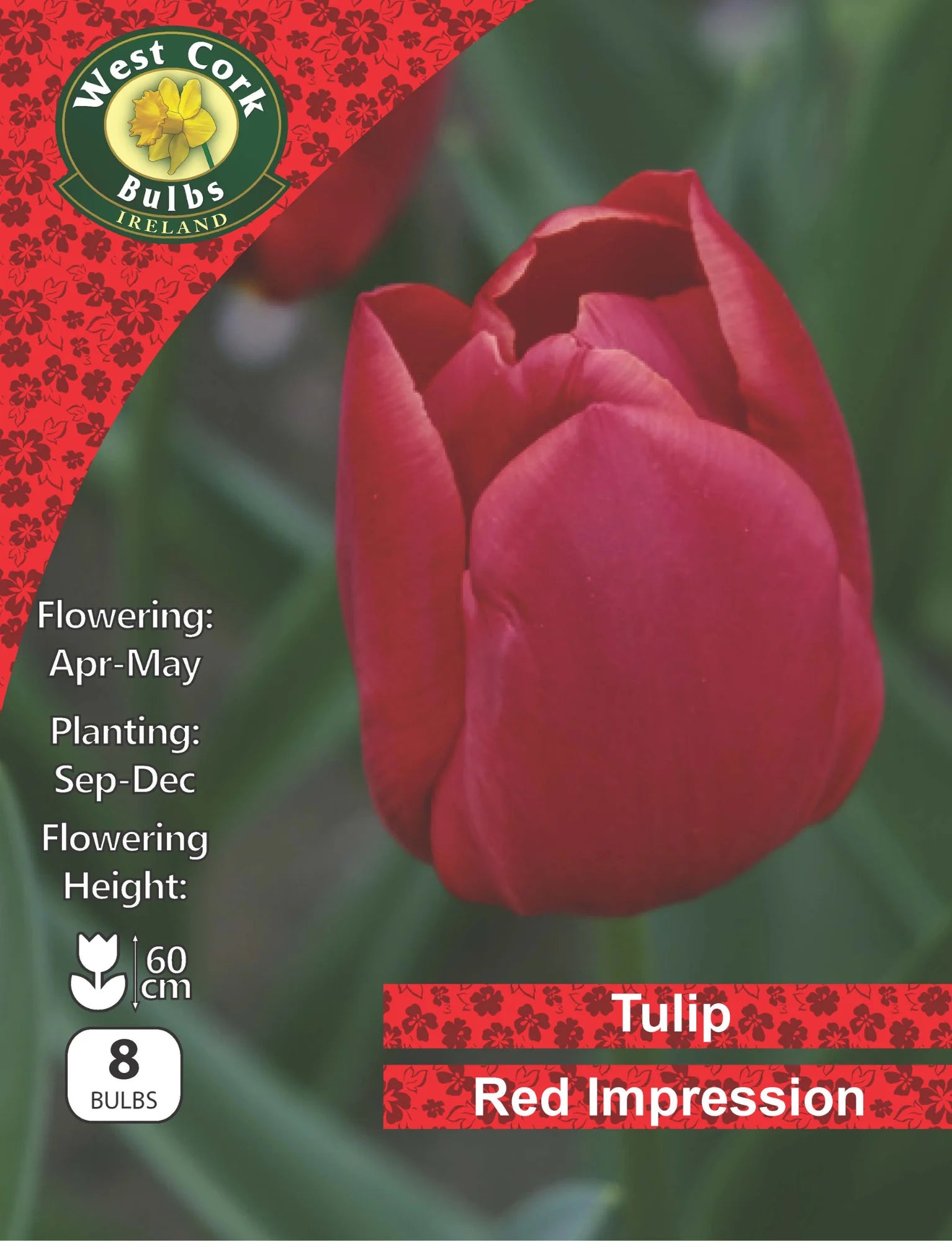Red Impression Tulip Bulbs Ireland | Autumn Planting | Darwin Tulip ...