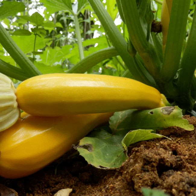 Organic Yellow Courgette Seeds Ireland | Vegetable Garden Seed